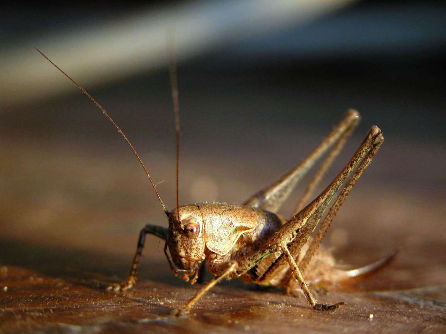 Cómo saber si un grillo está teniendo un orgasmo según su sonido – Notife