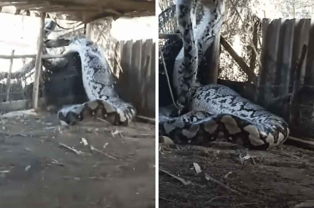 Por primera vez, capturaron en la India una pitón reticulada, la ...