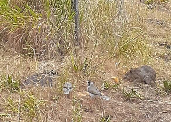 Récord "ecológico": este es el jardín más feo del mundo – Notife