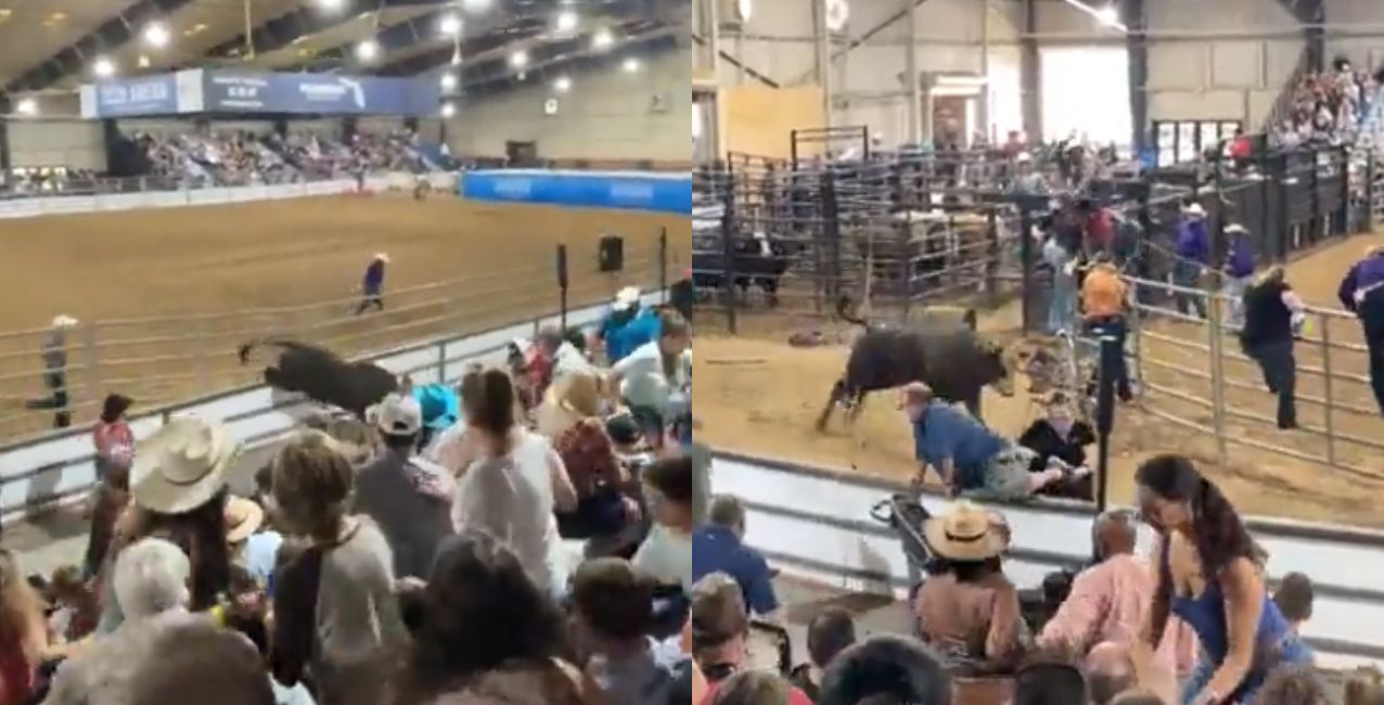 Video: un toro se escapó del corral en una feria y saltó sobre el ...