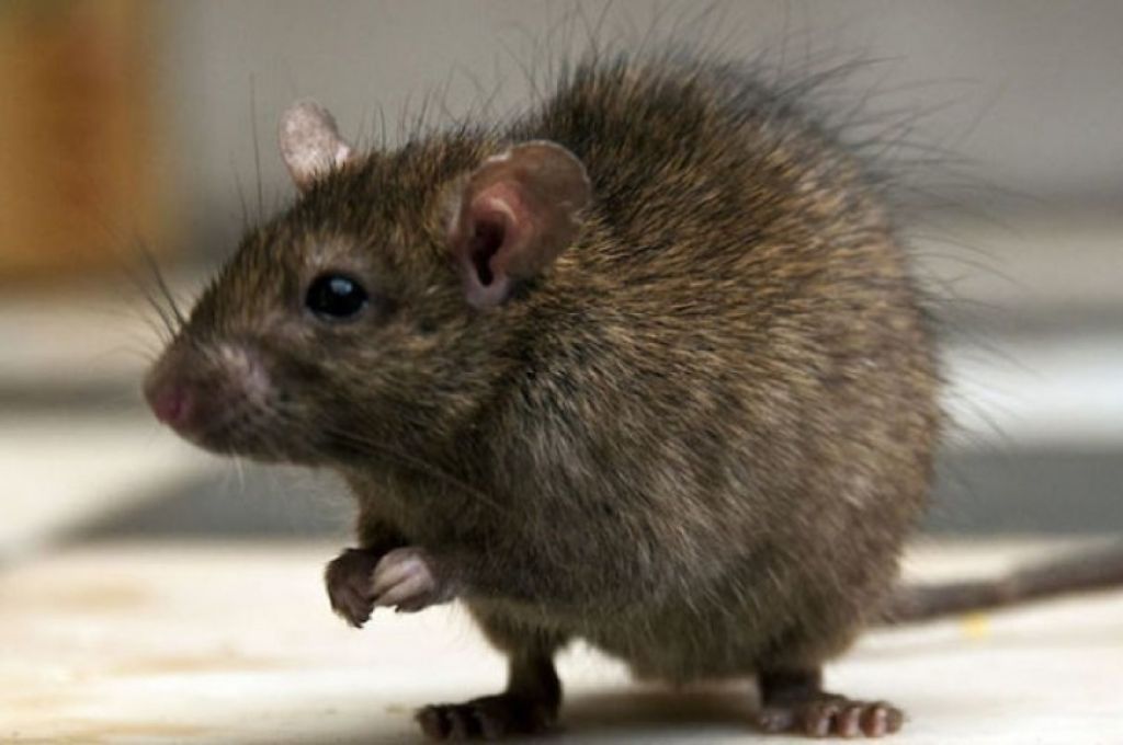 Crearon un “Mapa de la rata” ante invasión de roedores en escuelas de ...