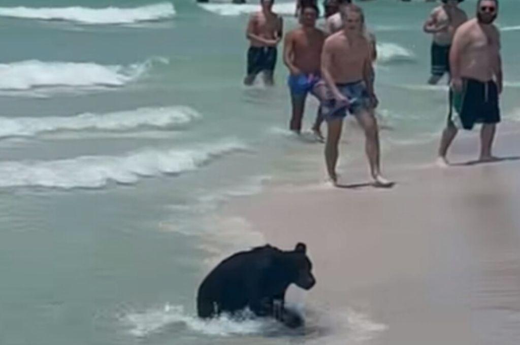 Video viral: un oso nadó en una playa de Florida y sorprendió a los ...