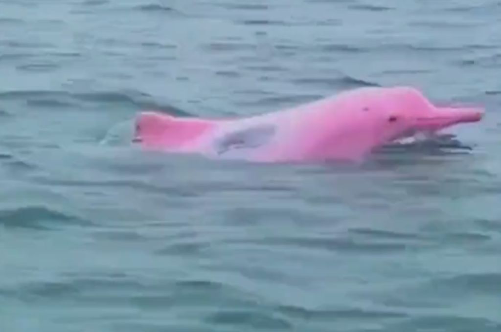 Avistamiento histórico: filman a un delfín rosa en las aguas del Golfo ...