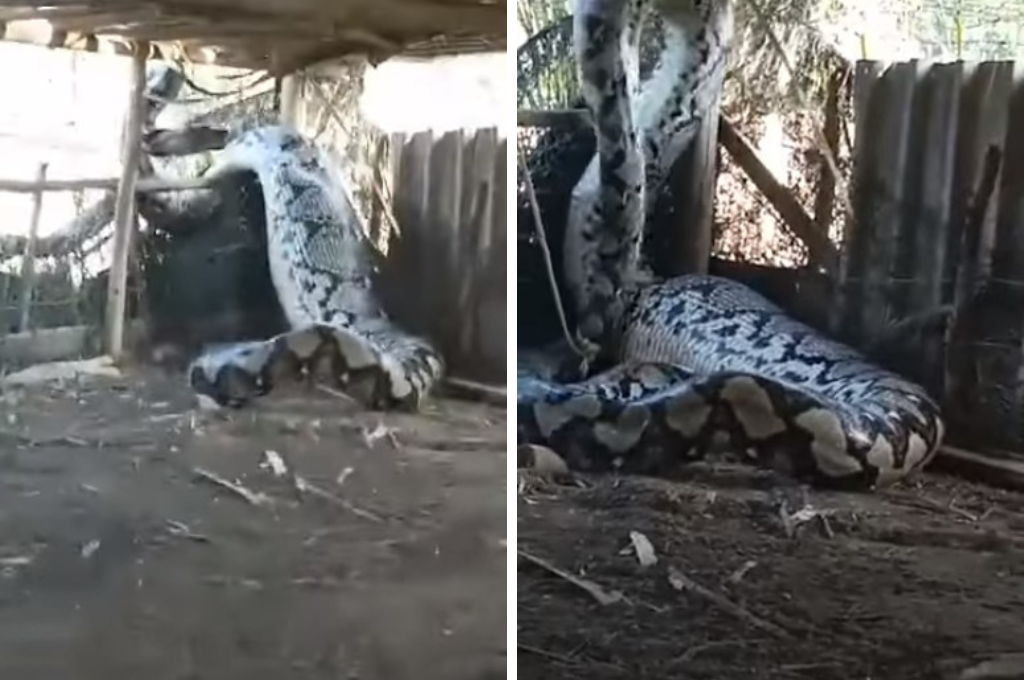 Por primera vez, capturaron en la India una pitón reticulada, la ...