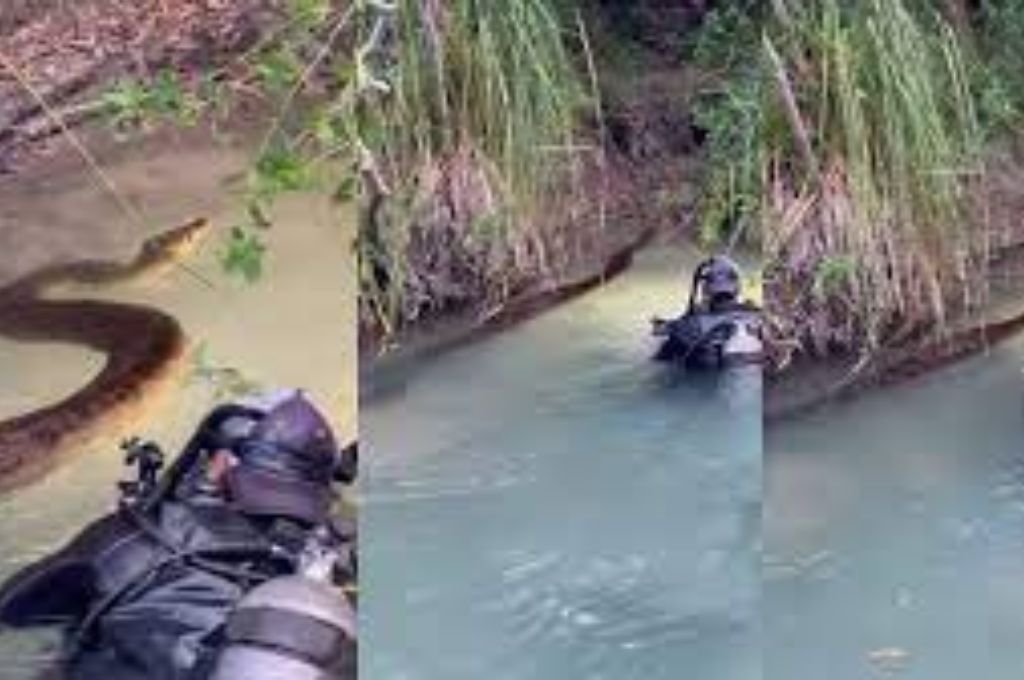 Insólito: fotógrafo se sumerge en el río para capturar a una anaconda ...