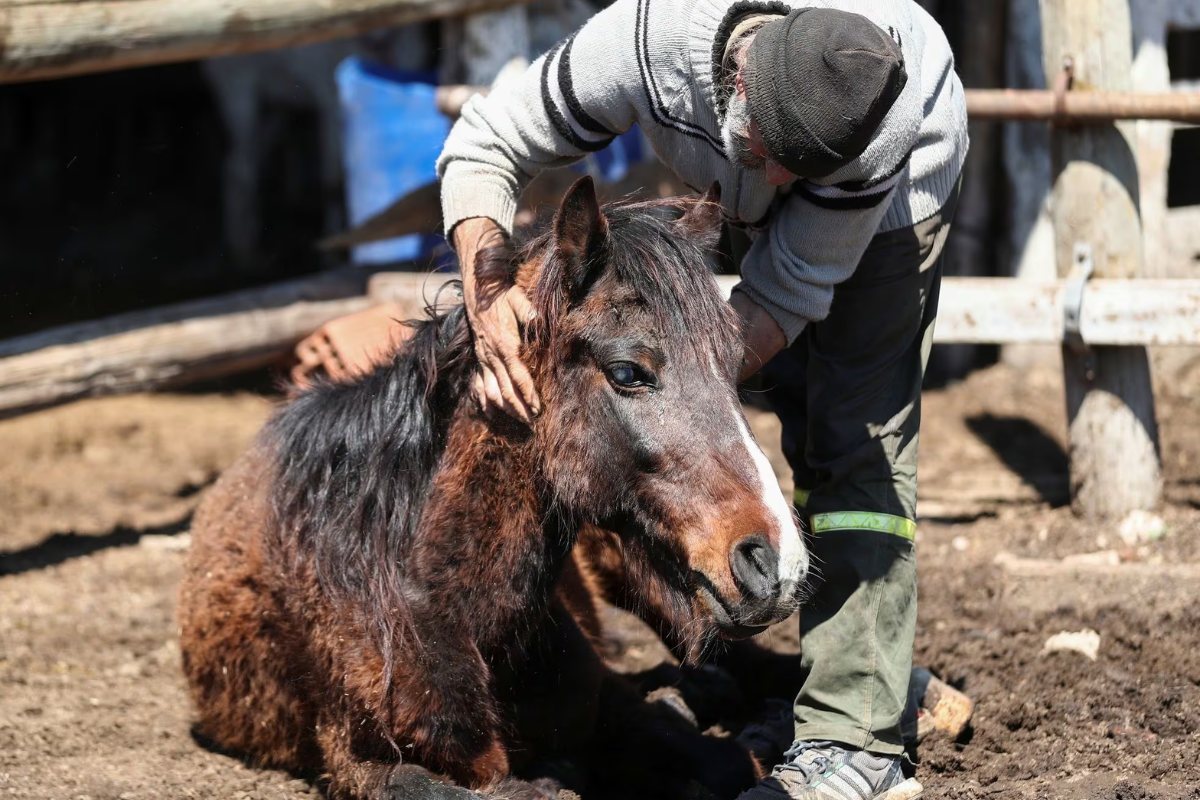 Santa Rosa: murieron 2 de los 3 caballos con Encefalomielitis Equina ...