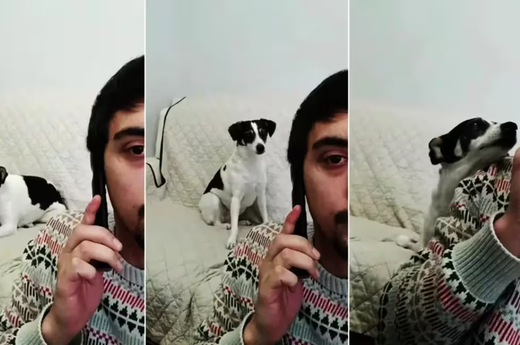 “La Pipi se queda acá”: la tierna reacción de una perrita en Instagram ...