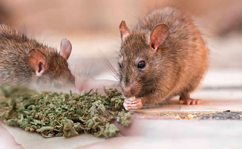 Ratas “drogadas” en Nueva Orleans: se devoraron la marihuana incautada ...