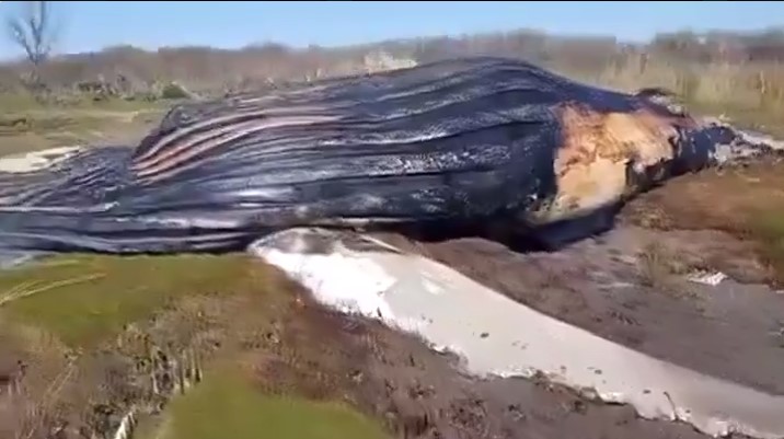 Impactante hallazgo: pescadores descubrieron una ballena muerta en las ...