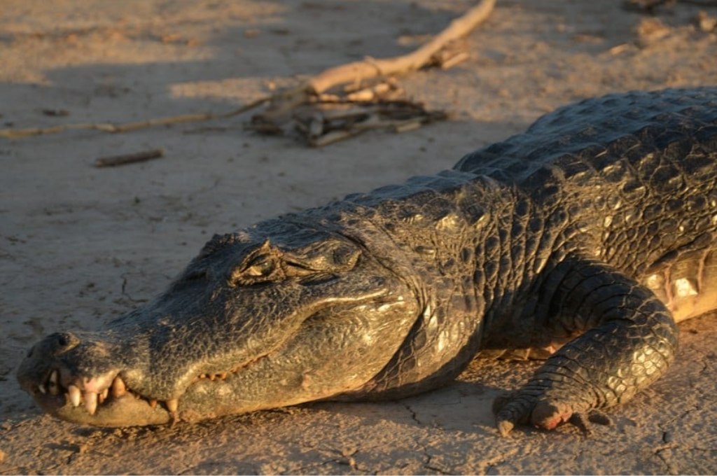 Impactante aparición de un enorme yacaré en la costanera de Santa Fe – Notife