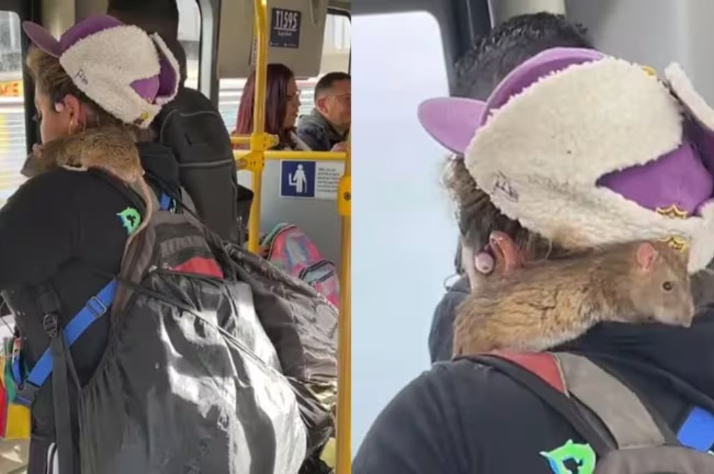 ¡Una mascota inusual!: así una mujer viaja con una rata al hombro en el ...